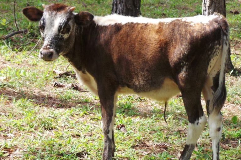 Breed Diversity and Results of Inbreeding - Countryside